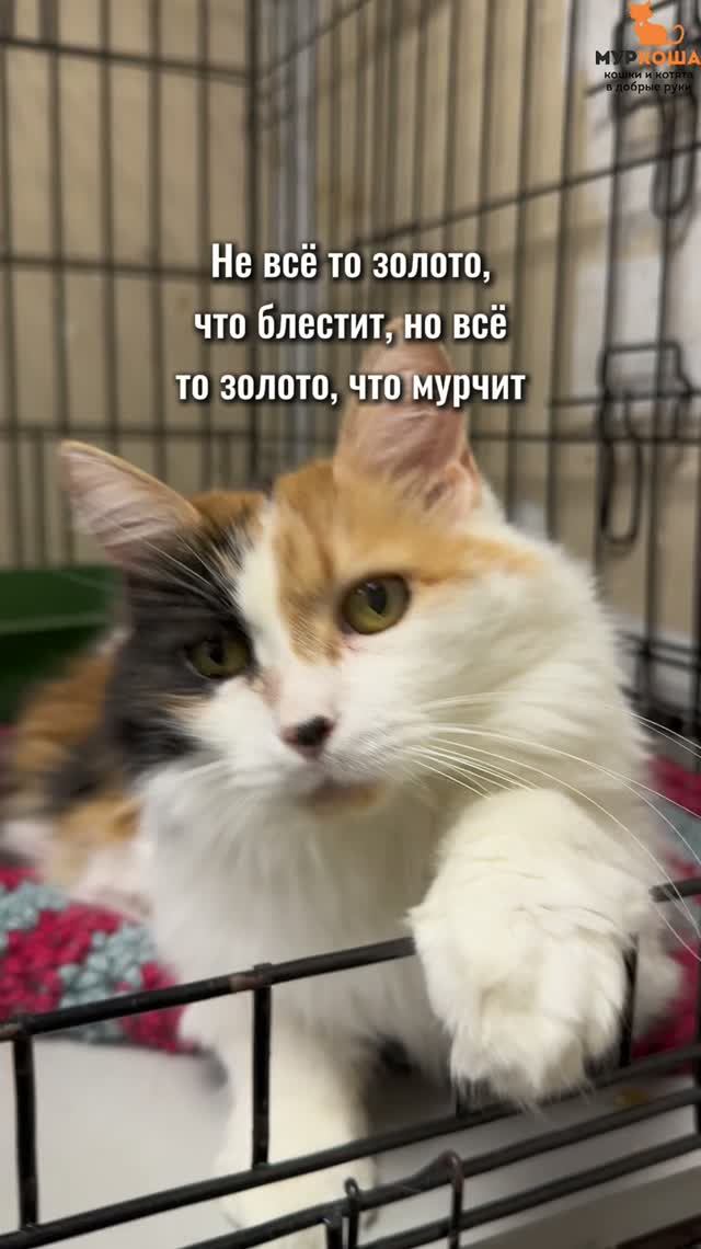 Клера ждёт вас в приюте #Муркоша