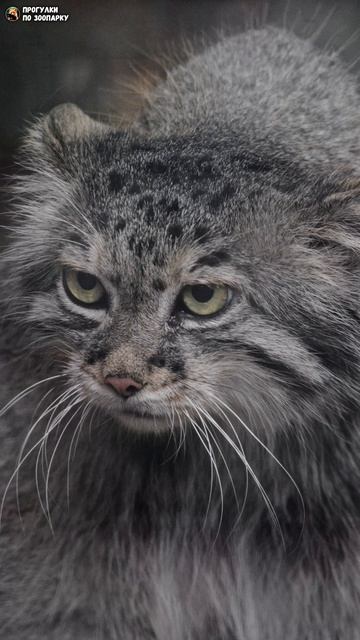 Котёнок манула пытается играть с мамой Пепе. Ленинградский зоопарк