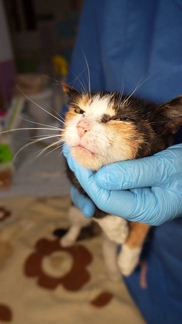 Валюшка — кошечка‑путешественница ищет дом и любящих хозяев! 😻