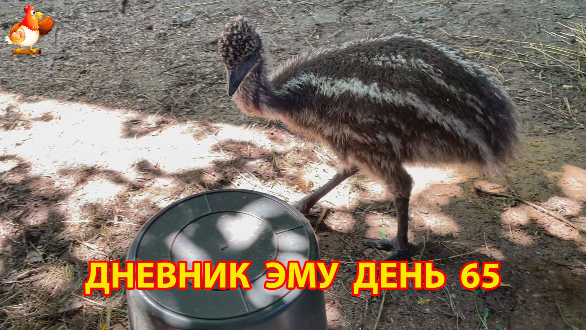 Дневник страусят Эму день 65