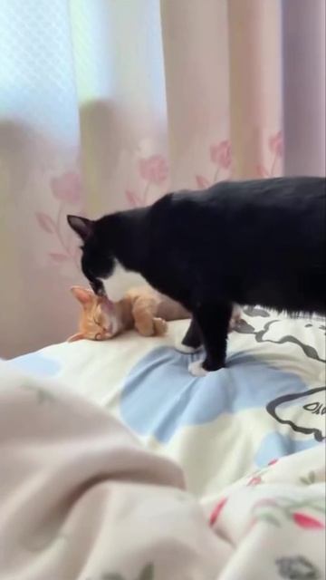 Котейки и котятки