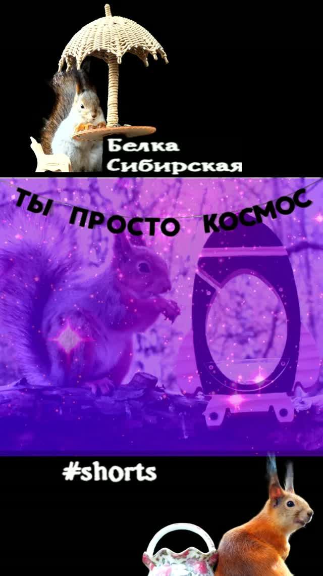 Кормушка Ракета