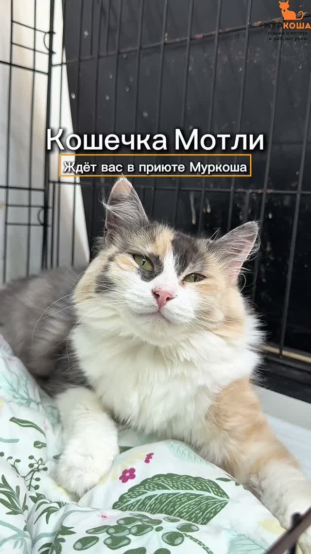 Мотли ждёт вас в приюте #Муркоша