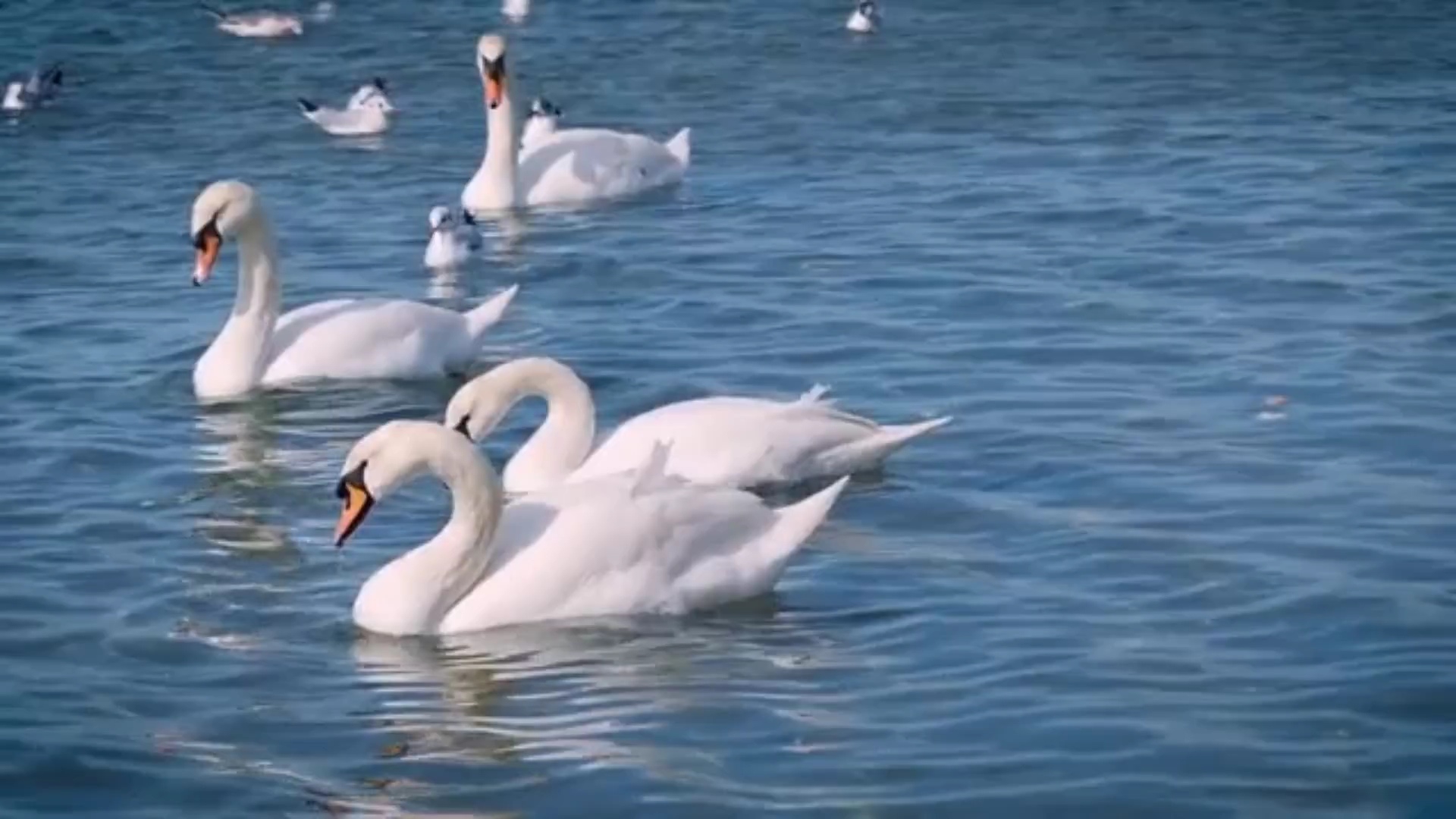 Релакс. Водная стихия:лебеди гуси,утки, рыбки...Видео фильм.
