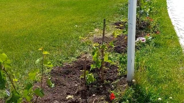 У собора в Новом Иерусалиме. 22 июня