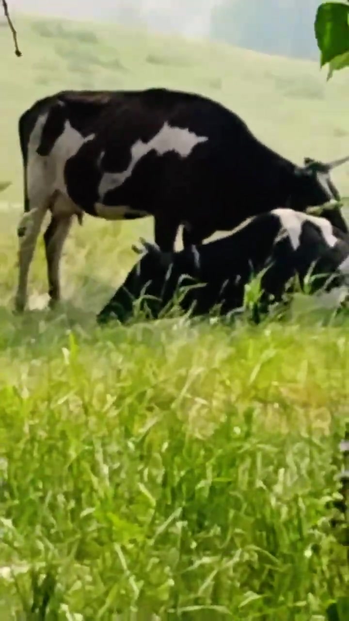 Ходят тут, всякие! Спать не дают! 😂🐮  27-06-2026