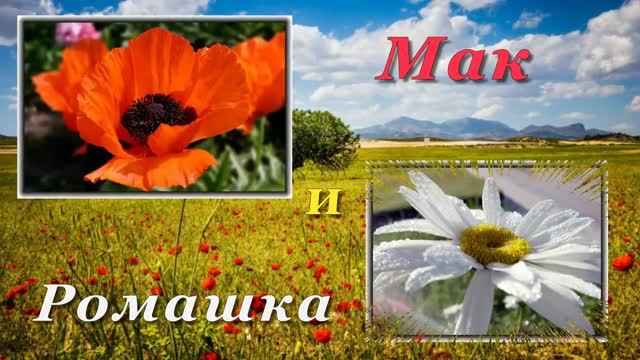 ЦВЕТОЧНАЯ феерия