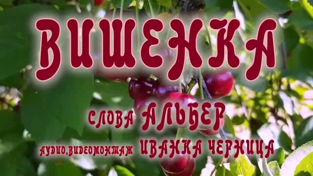 ВИШЕНКА     Альбер     Иванка Черница