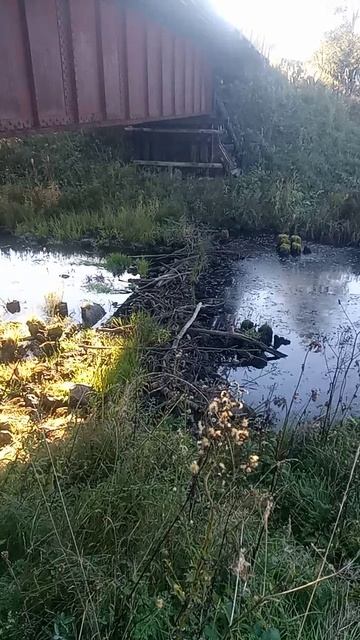 мост_быки
