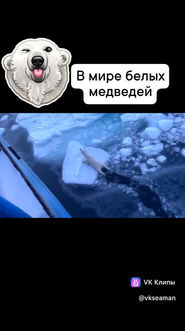 В МИРЕ БЕЛЫХ МЕДВЕДЕЙ