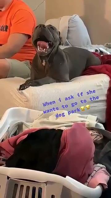 ЖЕЛАНИЕ СОБАКИ ПОГУЛЯТЬ ДОСТИГЛО ПИКА 🤣 Когда терпение лопнуло 🐕 Угар 2026