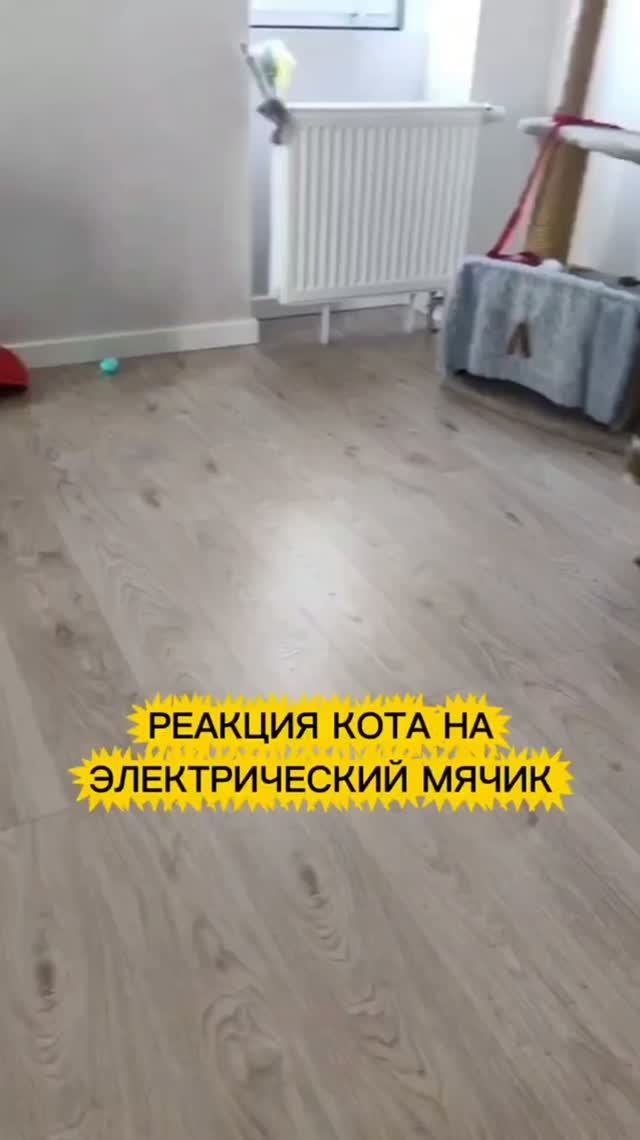 СМЕШНОЕ ВИДЕО С КОТАМИ