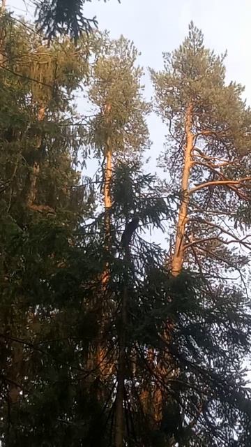лес