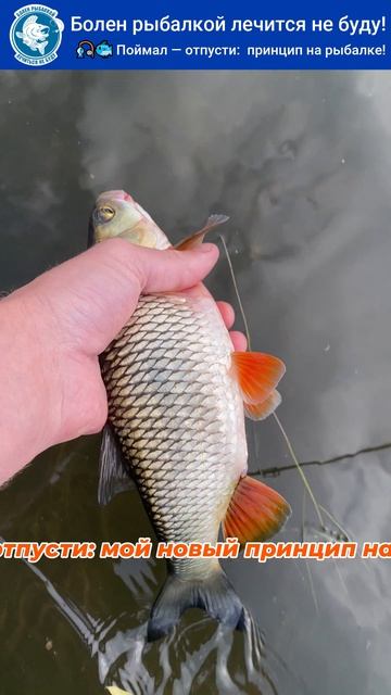 Поймал — отпусти: мой новый принцип на рыбалке! 🎣🐟
