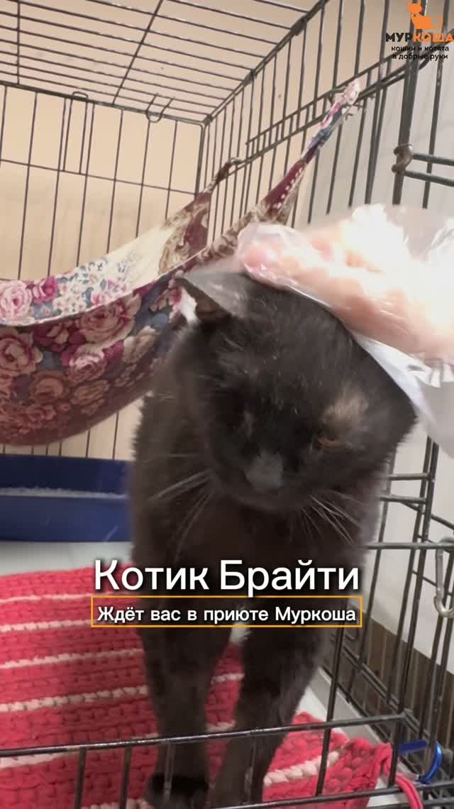 Брайти ждёт вас в приюте #Муркоша
