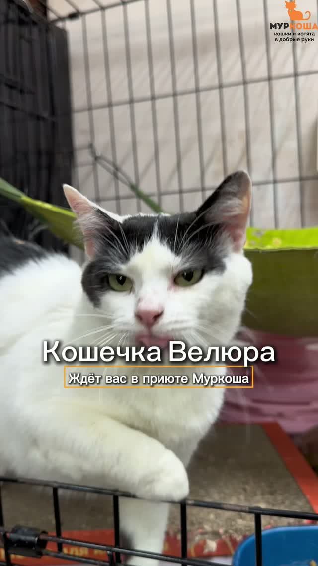Велюра ждёт вас в приюте #Муркоша