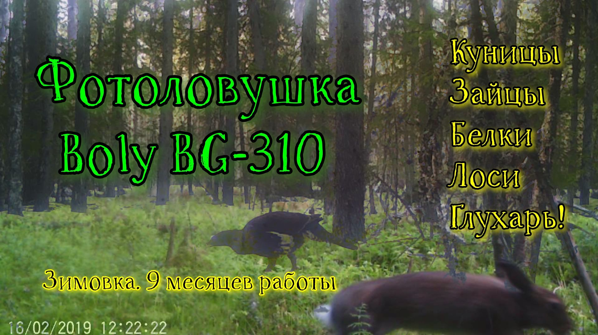Boly BG310