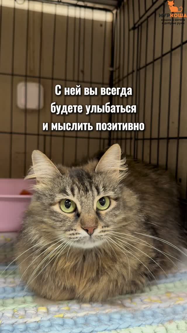Шампуся ждёт вас в приюте #Муркоша
