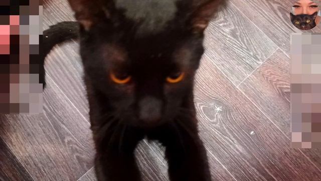 27.06.2026 Клеим когтеточке на диван с кошачьей мятой #2/ Котики играют на когтеточке / смотреть