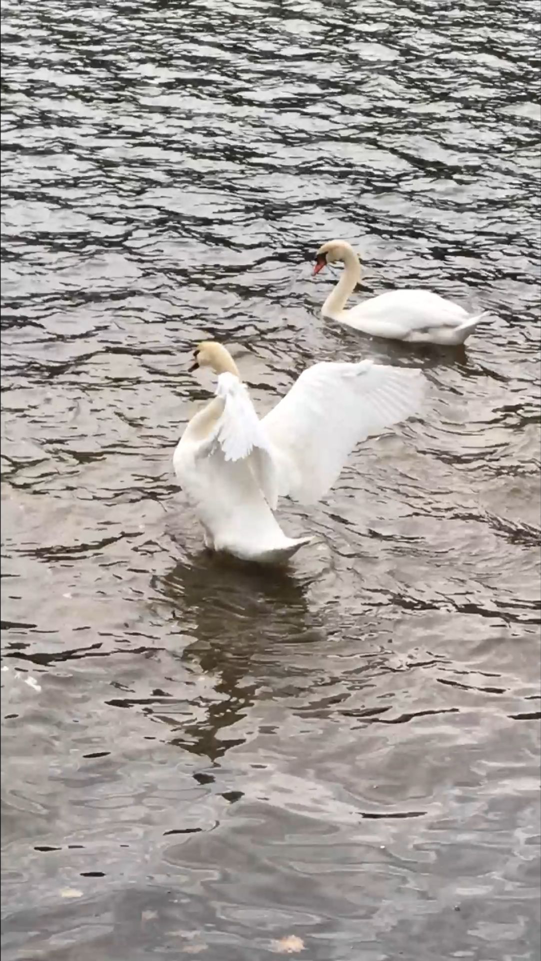 Лебеди на озере Тихом 05.04.2026 (Swans on Lake Silent)