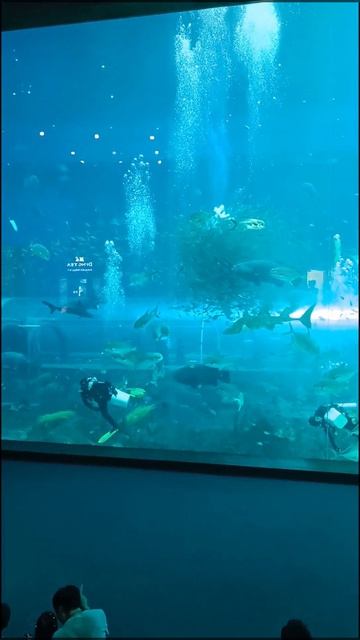 Кормление скатов на Фукуоке — это нужно увидеть вживую! 🦈