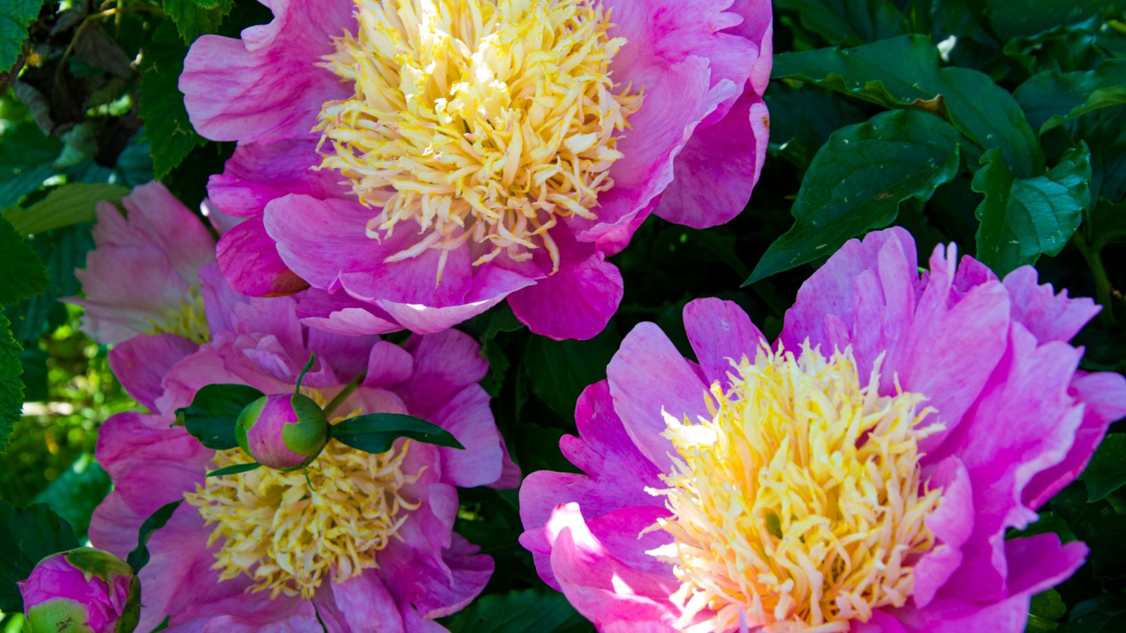 Пион Антверпен (Paeonia Antwerpen), ограненный алмаз в дорогой розовой оправе