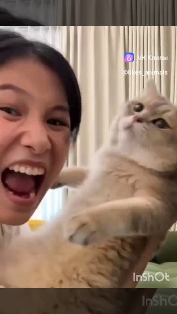Уровень ласки превышен: кот ушёл в офлайн😁#смешныеживотные #котики #кошки #животные #смешно #смех