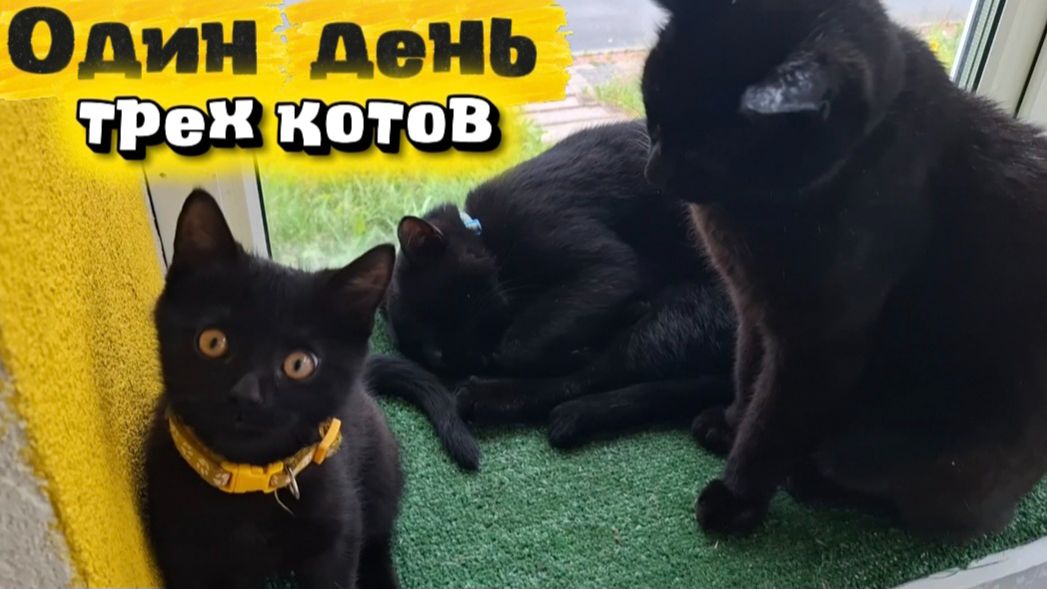 Один день из жизни трёх чёрных котов: что успели? Поймали мышь, но…