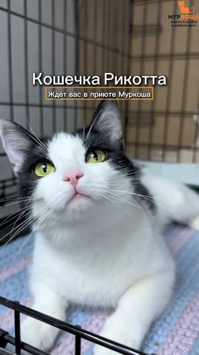 Рикотта ждёт вас в приюте #Муркоша