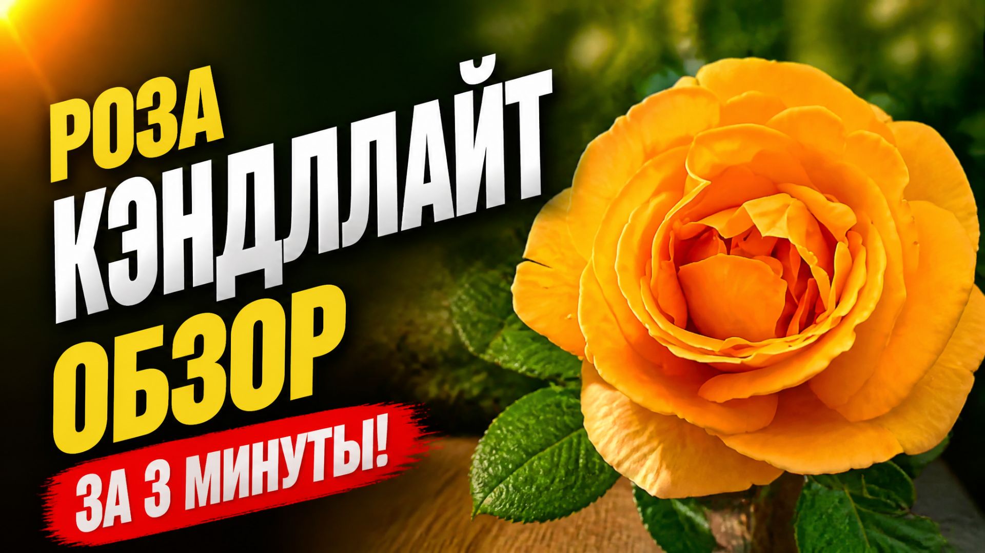 РОЗА КЭНДЛЛАЙТ ОБЗОР ЗА 3 МИНУТЫ!