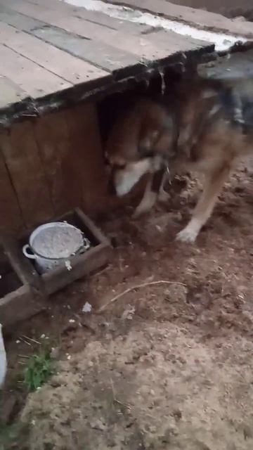 А как вы считаете_ может ли будка быть настоящим домом, если там Димке спокойно_