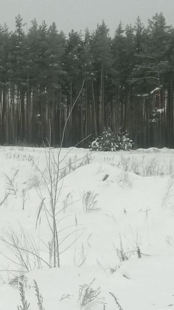 заяц