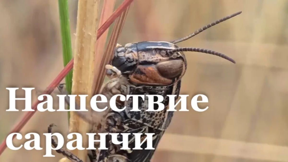 ЛНР охватило массовое нашествие саранчи/ События недели