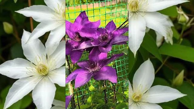 Клематис -король  садовых лиан. Символизирует королевское величие, благородство и глубокую мудрость.