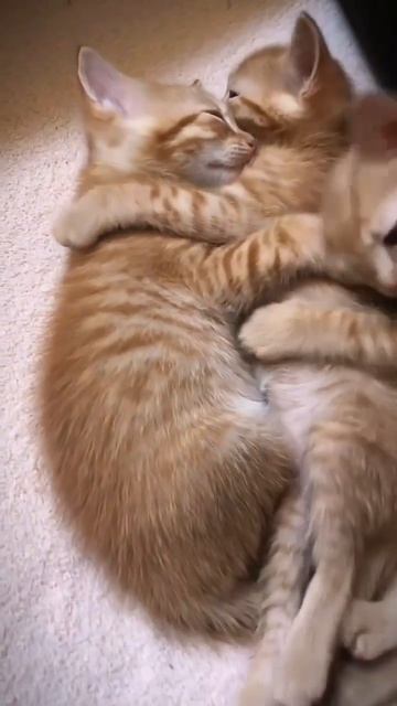Милость. Котость 😻