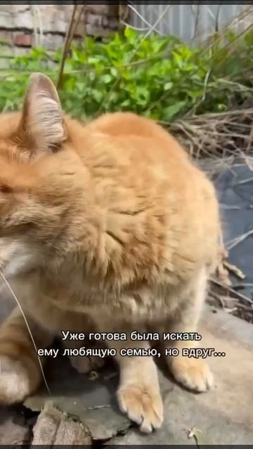 Обманьшик!