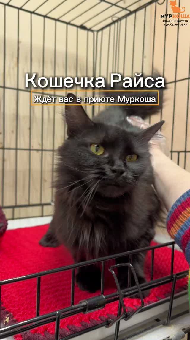 Райса ждёт вас в приюте #Муркоша