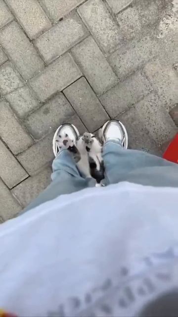 Вас обласкали😊🐱