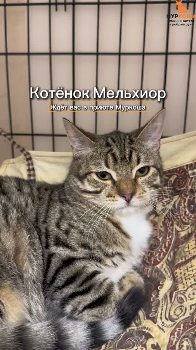 Мельхиор ждёт вас в приюте #Муркоша