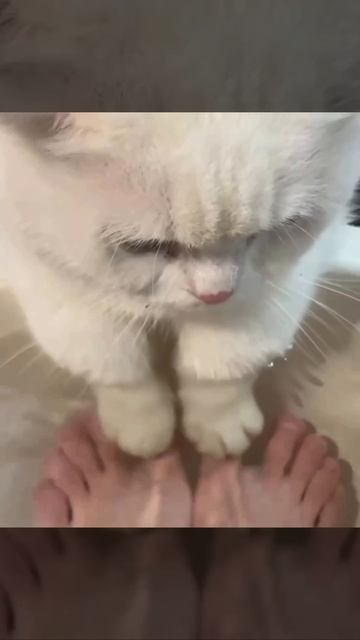 Моем лапке❤