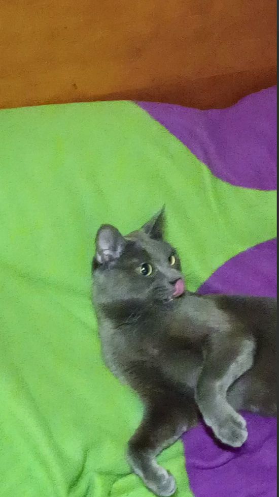 Кот Атос - умный и хитрый кот! #shorts #котатос #коты #умныйкот #хитрыйкот