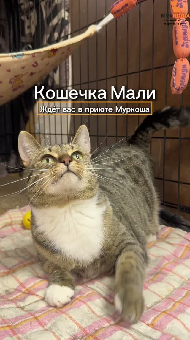 Мали ждёт вас в приюте #Муркоша