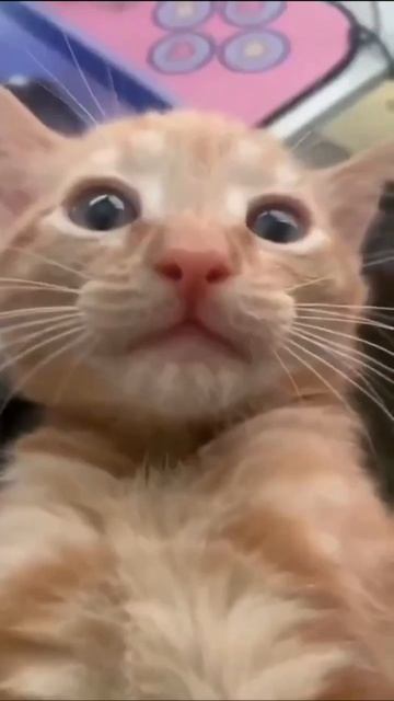 Котостресс 🙀