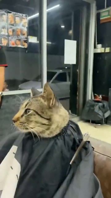 Усатый посетитель😺