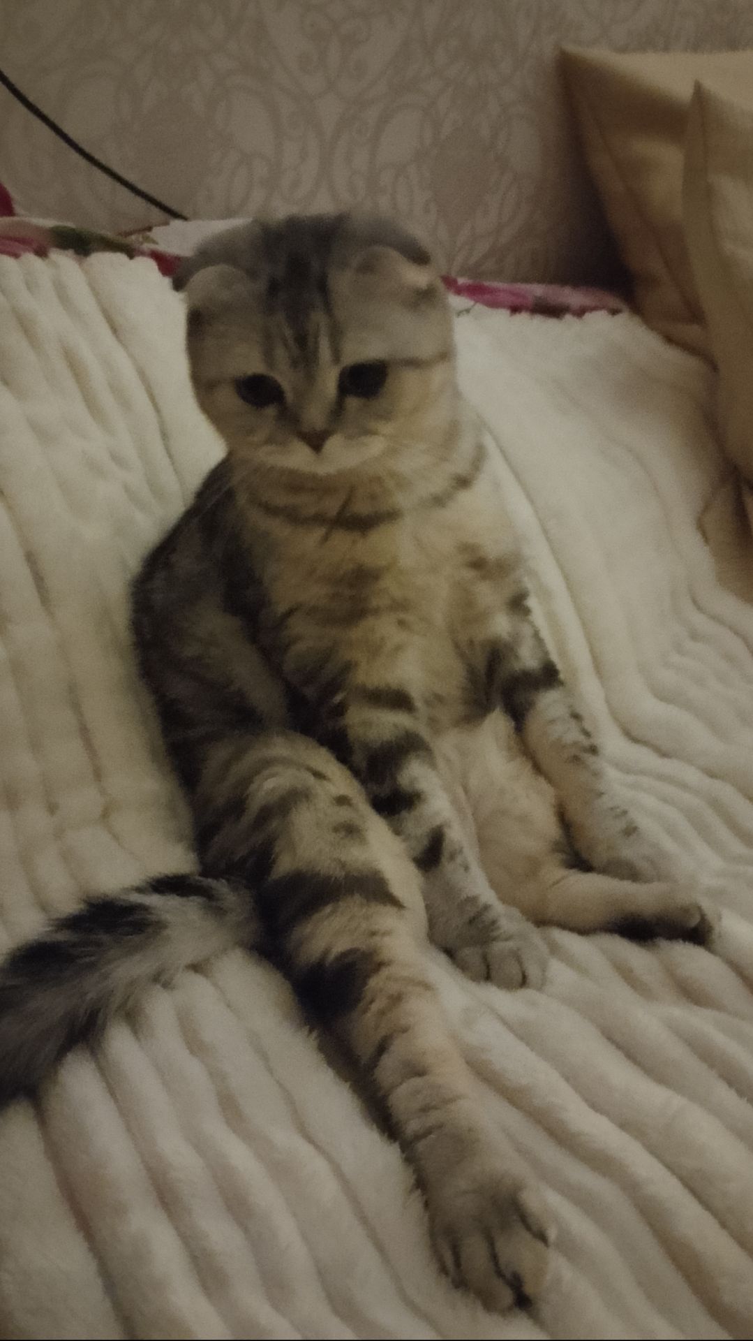 Игрушечная кошка😻