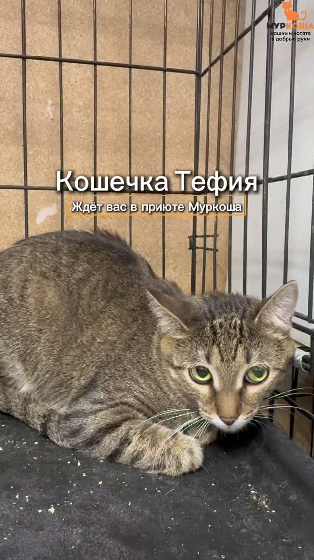 Тефия ждёт вас в приюте #Муркоша