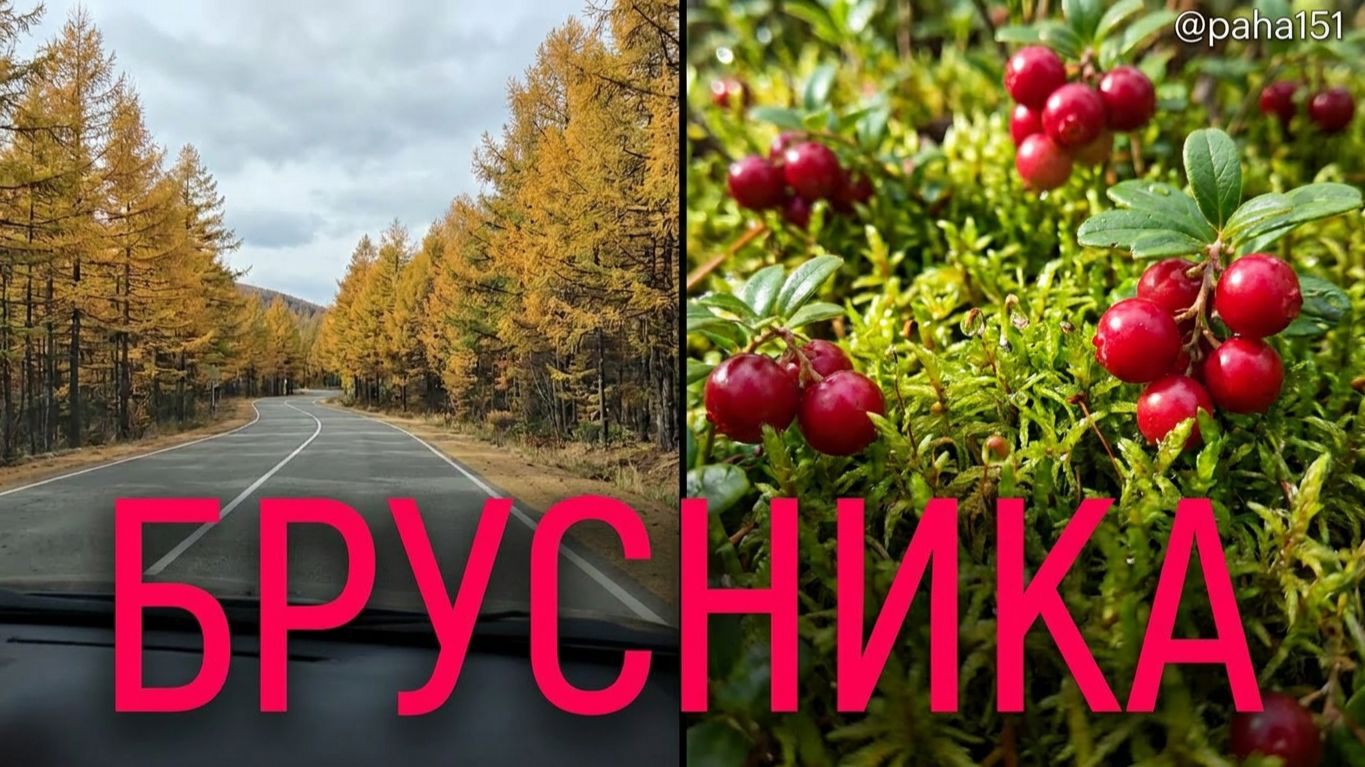 БРУСНИКА