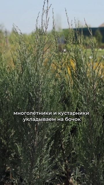 Как зимуют тысячи растений в питомнике?