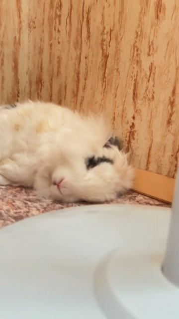 Будни Семена I домашний кролик