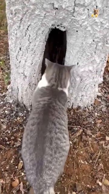 Кошачьи забавы!😻Веселые котики. Коты хулиганы! Невероятные трюки! #кот #хулиган #трюк #смех #short